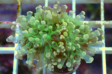 Green Branch Frogspawn - Euphyllia paradivisa